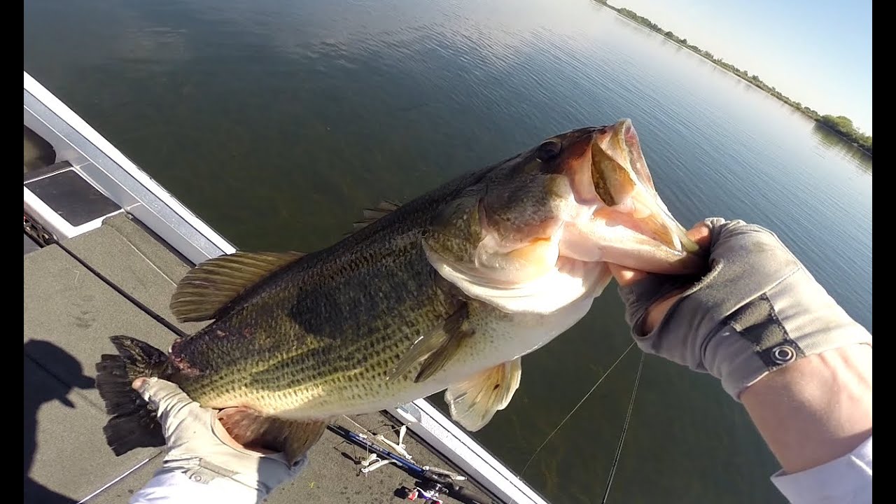 California Delta Bass Fishing (8 Pound Bass on Topwater) - YouTube