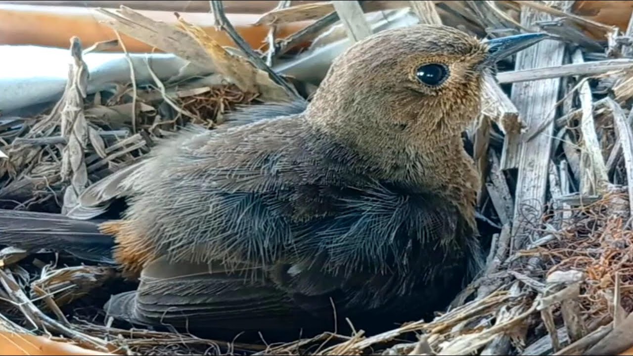 Sooty chat trying Birds crouch in the nest to take care of the babies ...