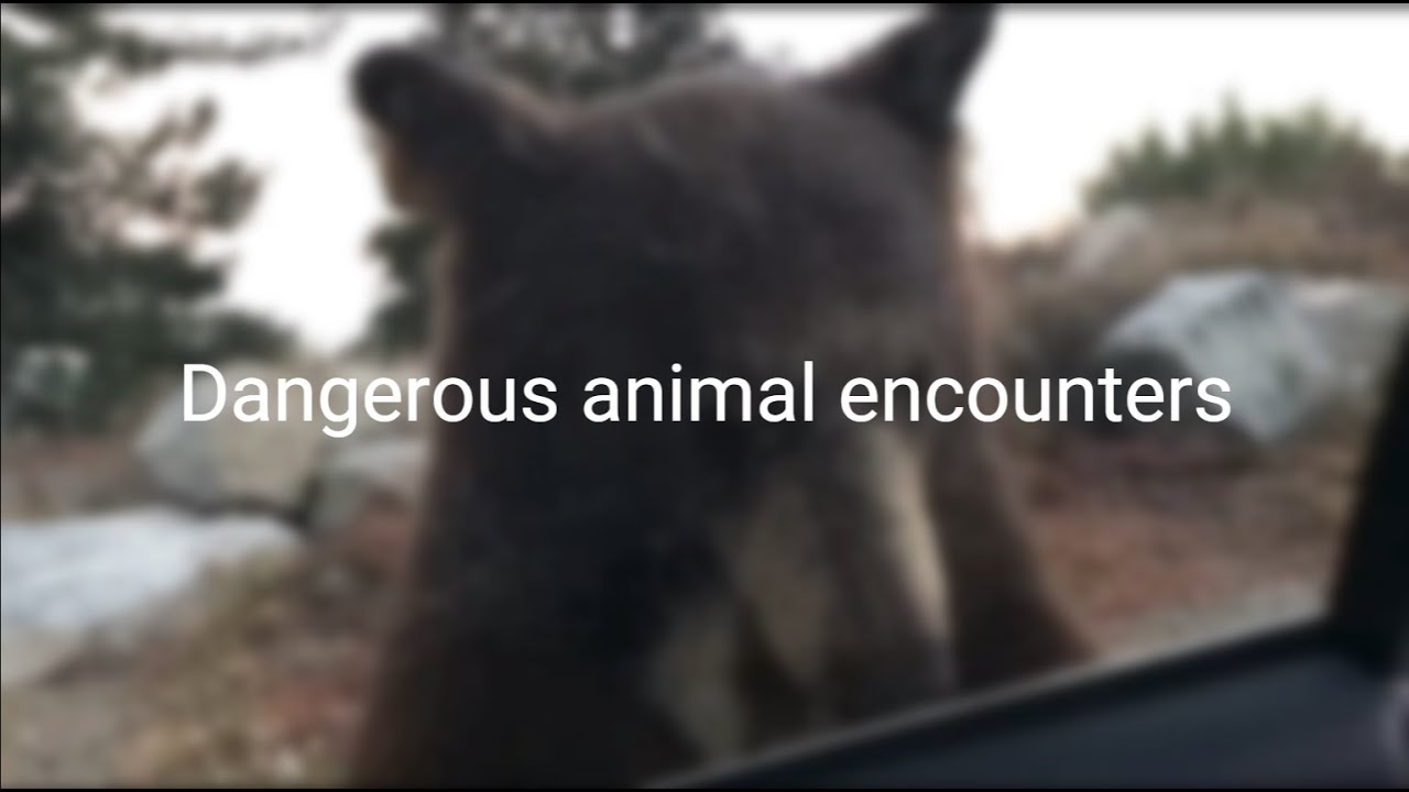 5 SCARY ANIMAL ENCOUNTERS! - YouTube