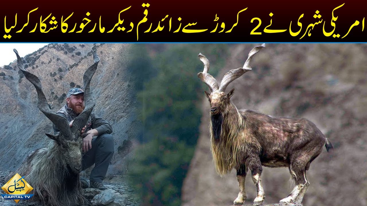 American Hunts Down Longest Horned Markhor in Chitral | Capital TV ...