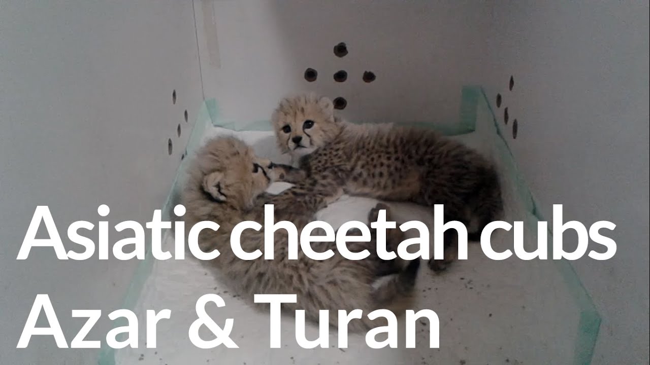 Asiatic Cheetah Cubs