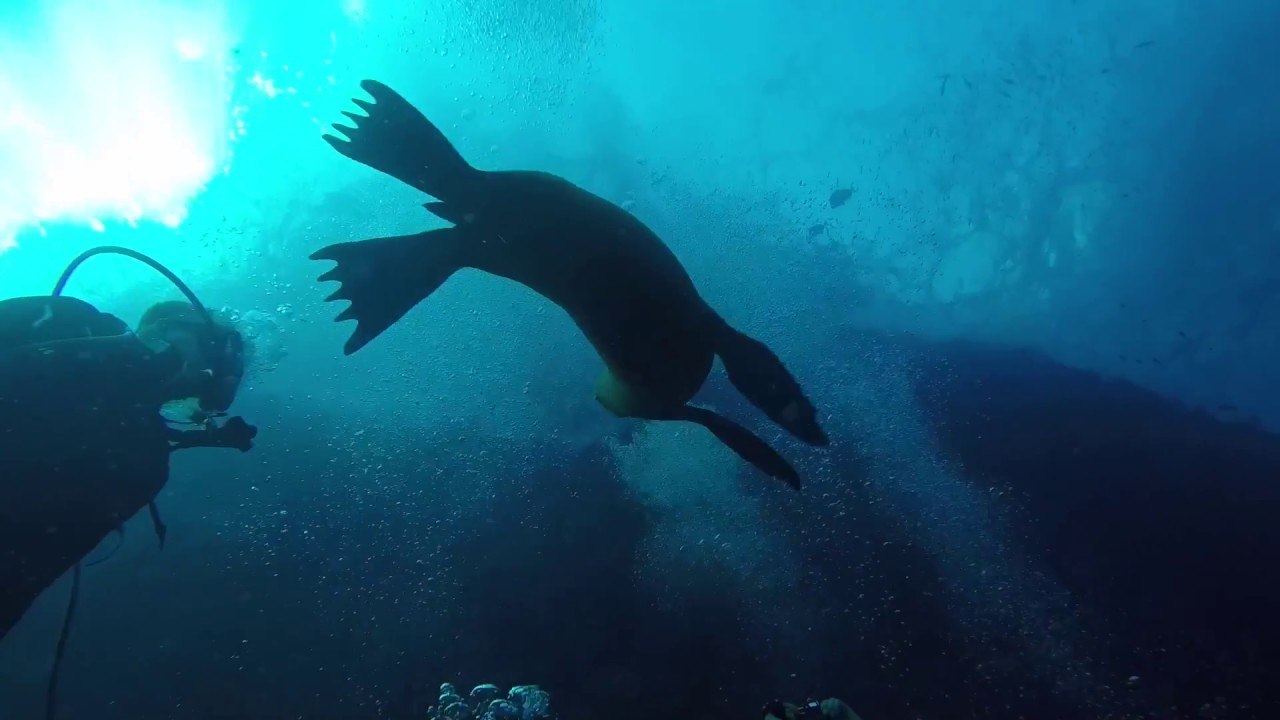 La Paz Diving — Baja California Sur Mexico - YouTube