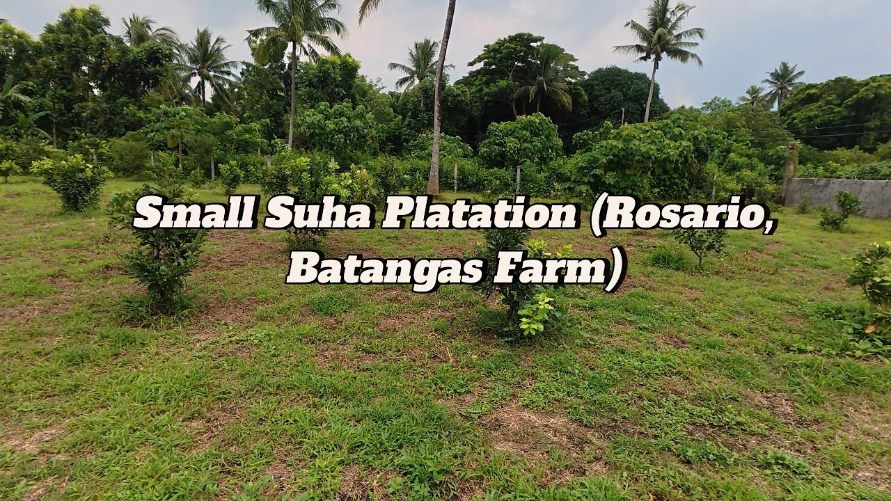 SMALL SUHA PLANTATION ROSARIO, BATANGAS FARM - YouTube