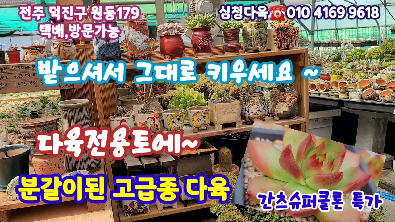 전주심청다육 분갈이된 완성품 포트채판매 고급품종으로 그대로 키우세요 간츠슈퍼클론 특가할인 그밖에 우리연느금 맥스몬 라테일 흑장미