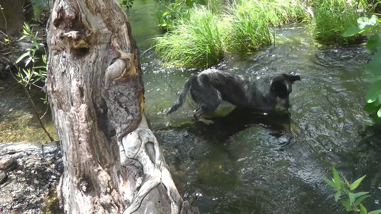 Rowdy, the gold sniffing dog, finds gold nugget... or a rock? - YouTube