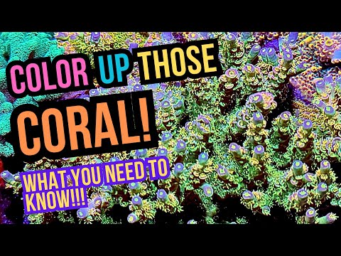 Color Up The Coral in Your Reef Tank! What You Need to Know!
