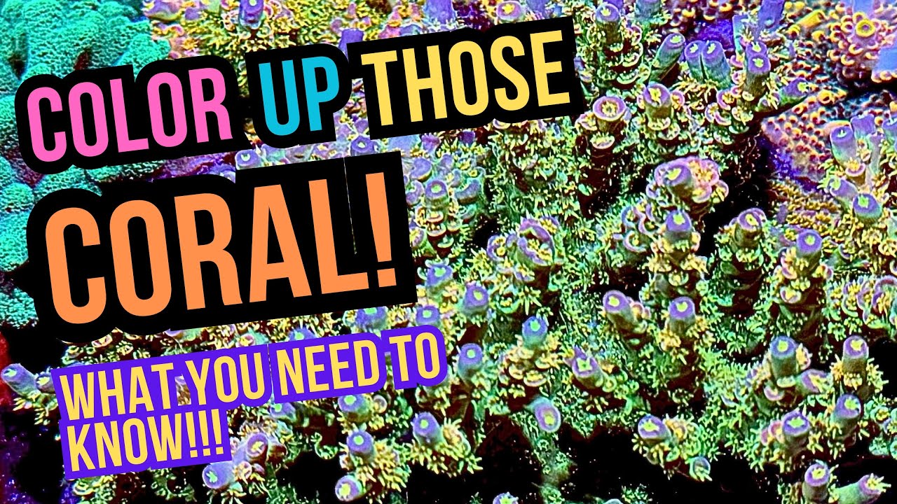 Color Up The Coral in Your Reef Tank! What You Need to Know! - YouTube
