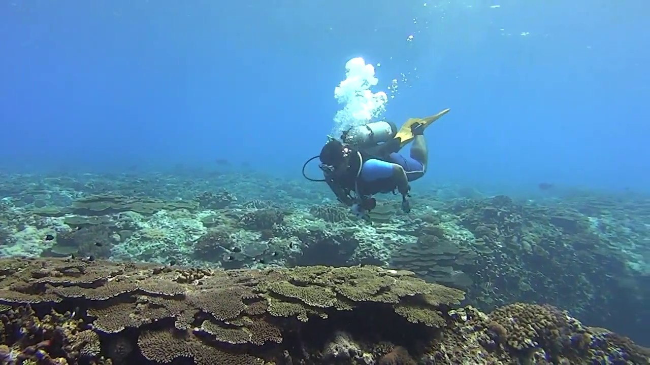 Dongsha Atoll coral gardens - YouTube