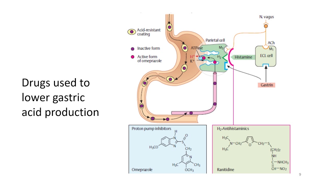Drugs for Peptic Ulcer Treatment | GI | Pharmacology - YouTube