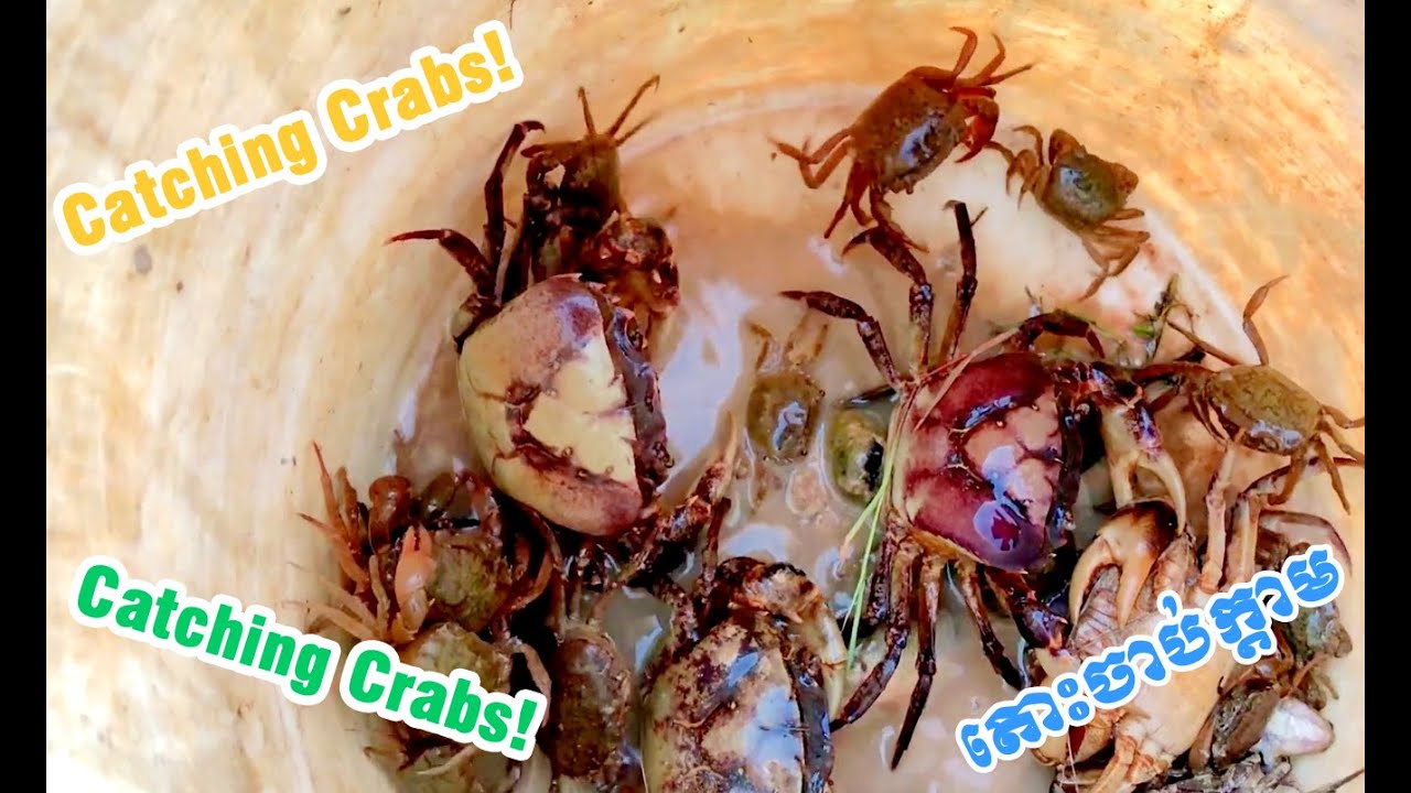 Catching Crabs! The Great Crab Catch, Catch Fish. - YouTube
