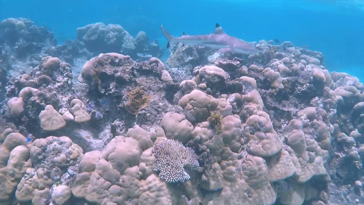 Black Tip Reef Sharks at Aga Reef Resort Samoa - YouTube