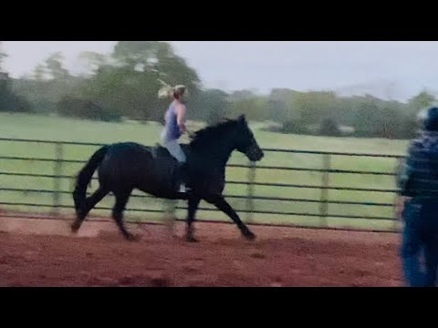 Brody at Gallop - YouTube