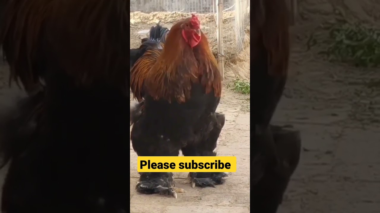 roster,big hen,viral hen - YouTube