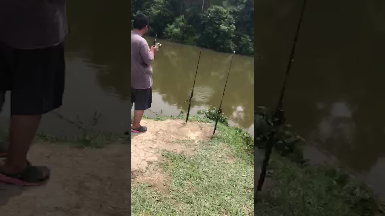 FISH ON.. IKAN TENGGALAN SUNGAI LUBUK JONG.. - YouTube