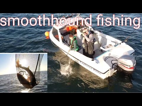how to catch -Smooth hound fishing, bait and rigs - YouTube