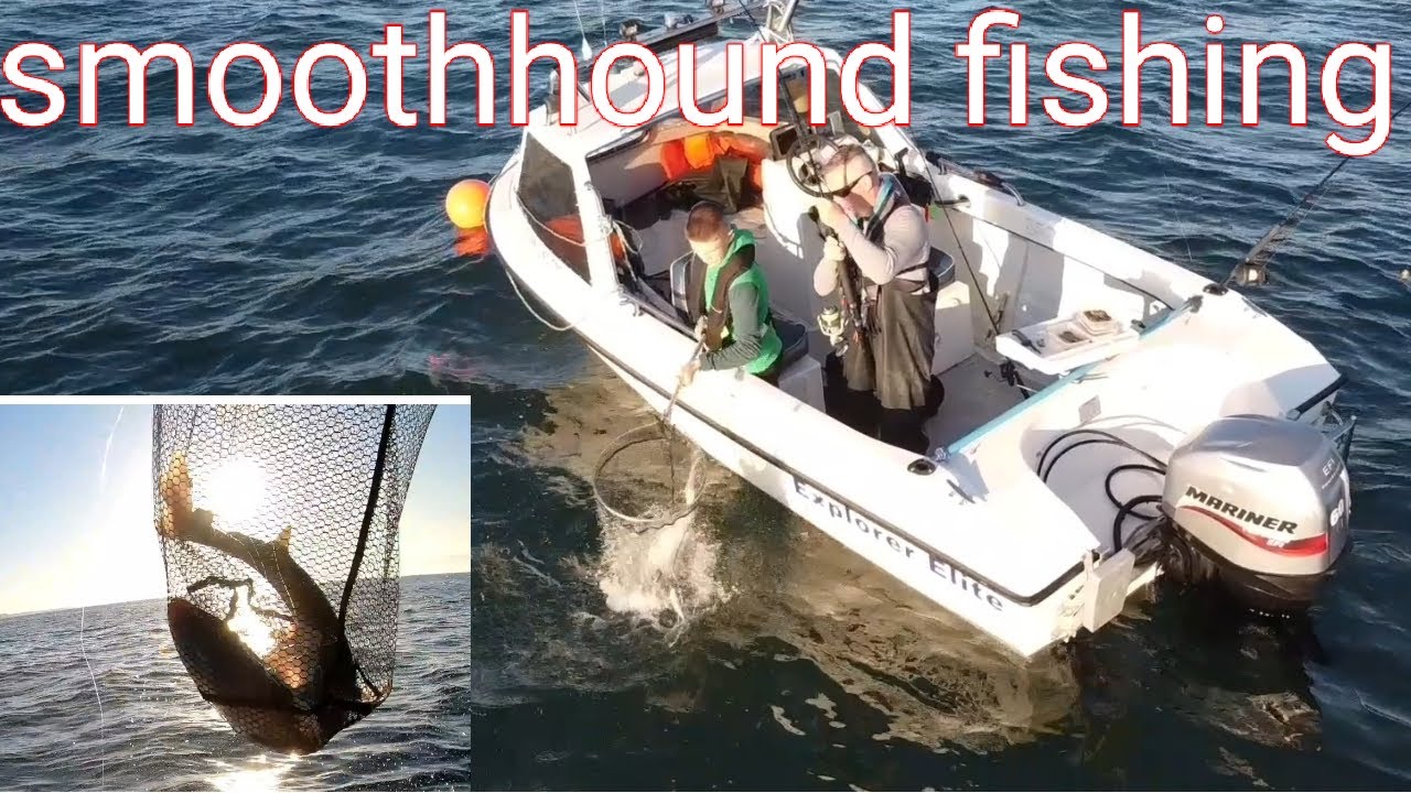 how to catch -Smooth hound fishing, bait and rigs - YouTube