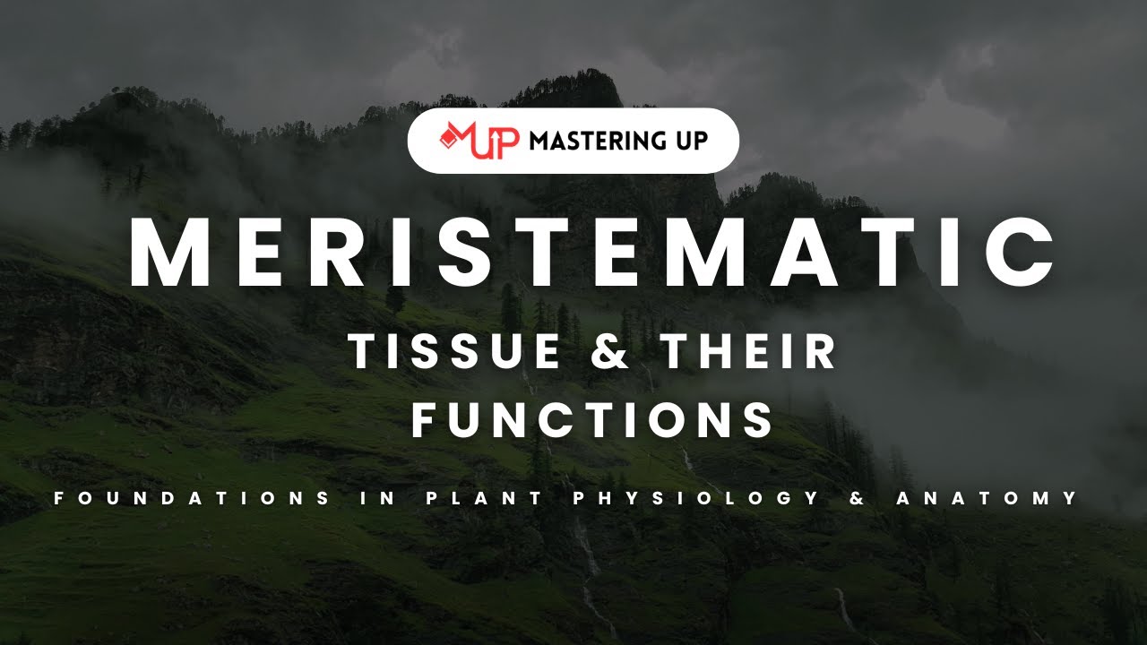 Meristematic Tissue Diagram and Functions Explained | #5 - YouTube