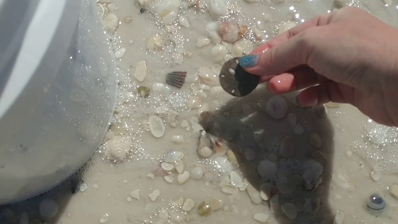 Shelling on Shell Island, Florida near Panama City Beach - YouTube