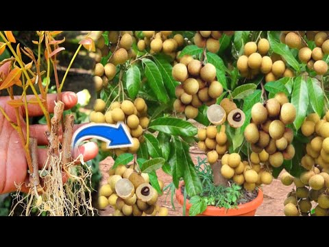 the best method of propagating longan trees with stem grafts from start ...