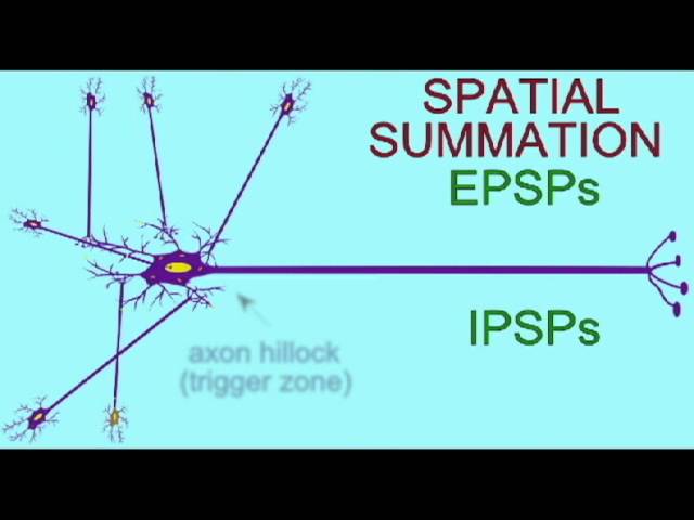 Spatial Summation Muscle