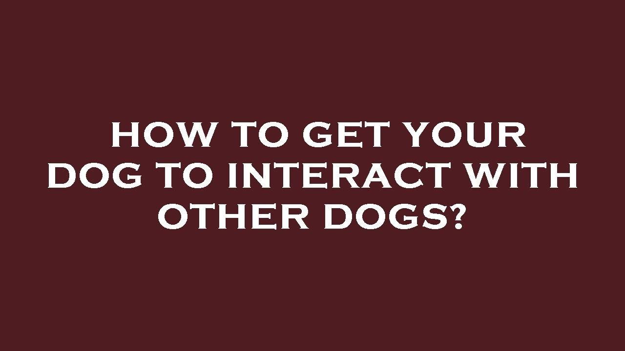 How to get your dog to interact with other dogs? - YouTube