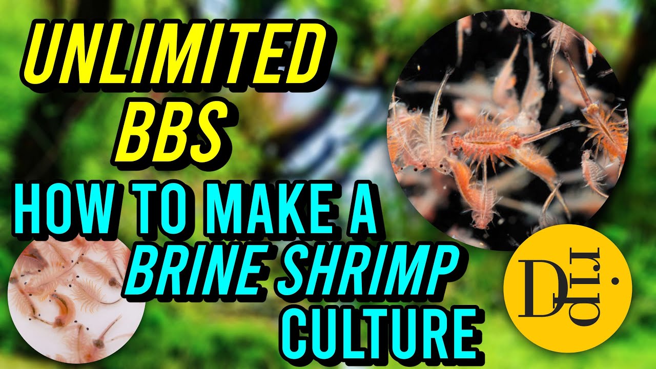 HOW TO MAKE A BRINE SHRIMP CULTURE | ARTEMIA CULTURE | UNLIMITED BBS ...