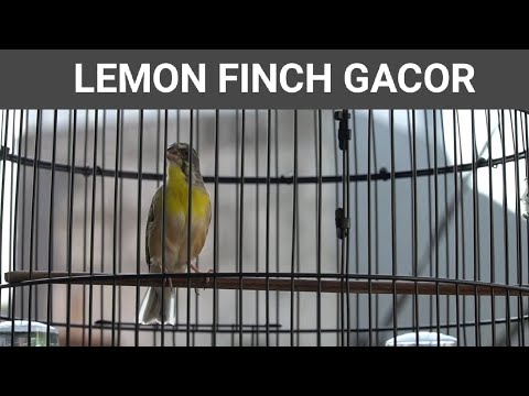 Lemon Finch Gacor | Emprit Gacor ‼️ burung lemon Finch #finch #shorts # ...