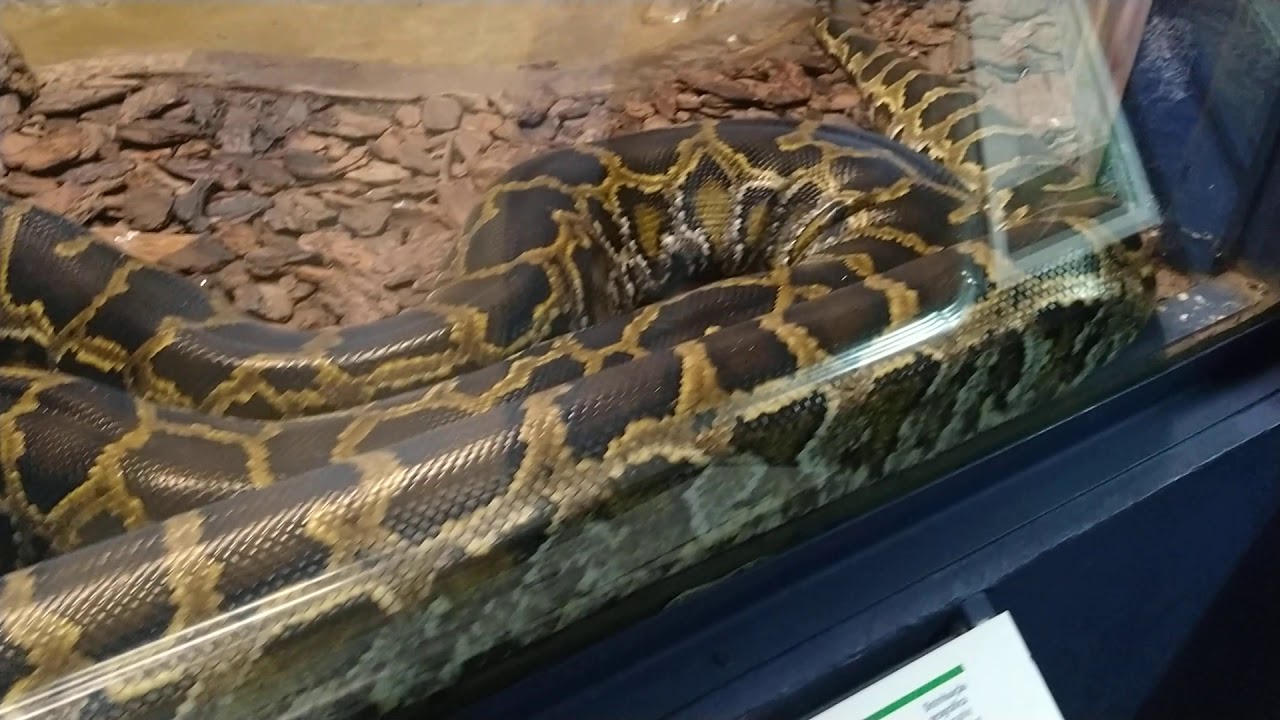Cobra Pithon Indiana, no Instituto Butantã. - YouTube