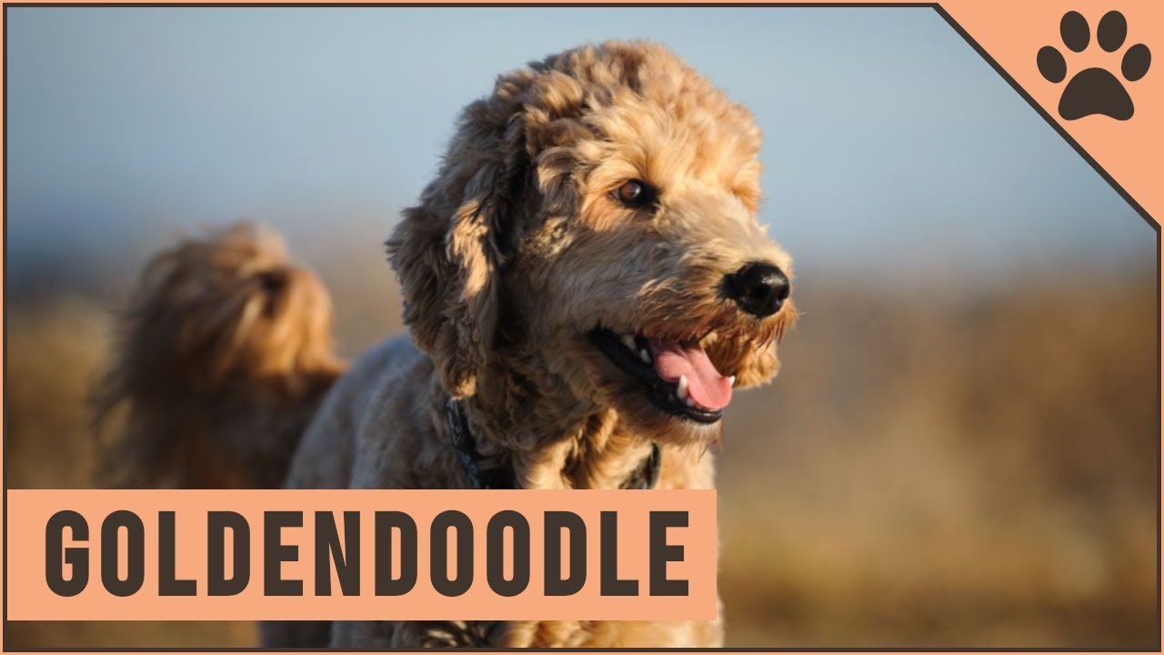 Goldendoodle - Characteristics & Advice - YouTube