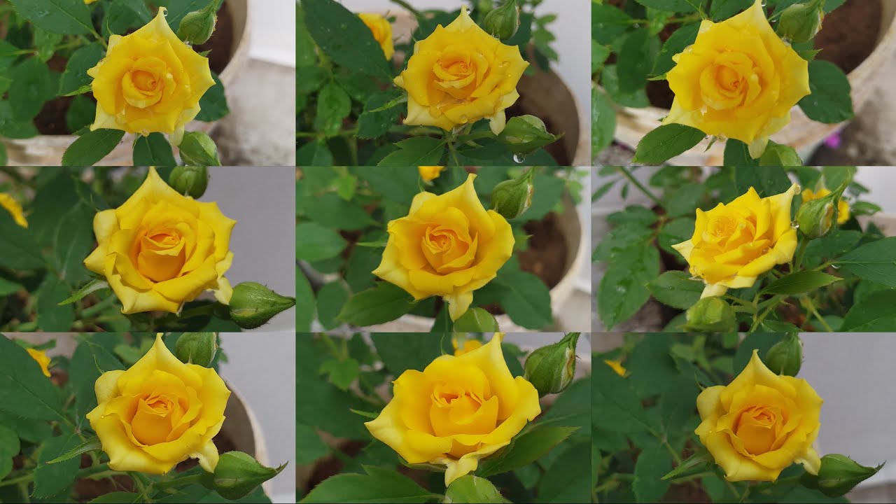 Roses Transformation Day by Day || Roses - YouTube