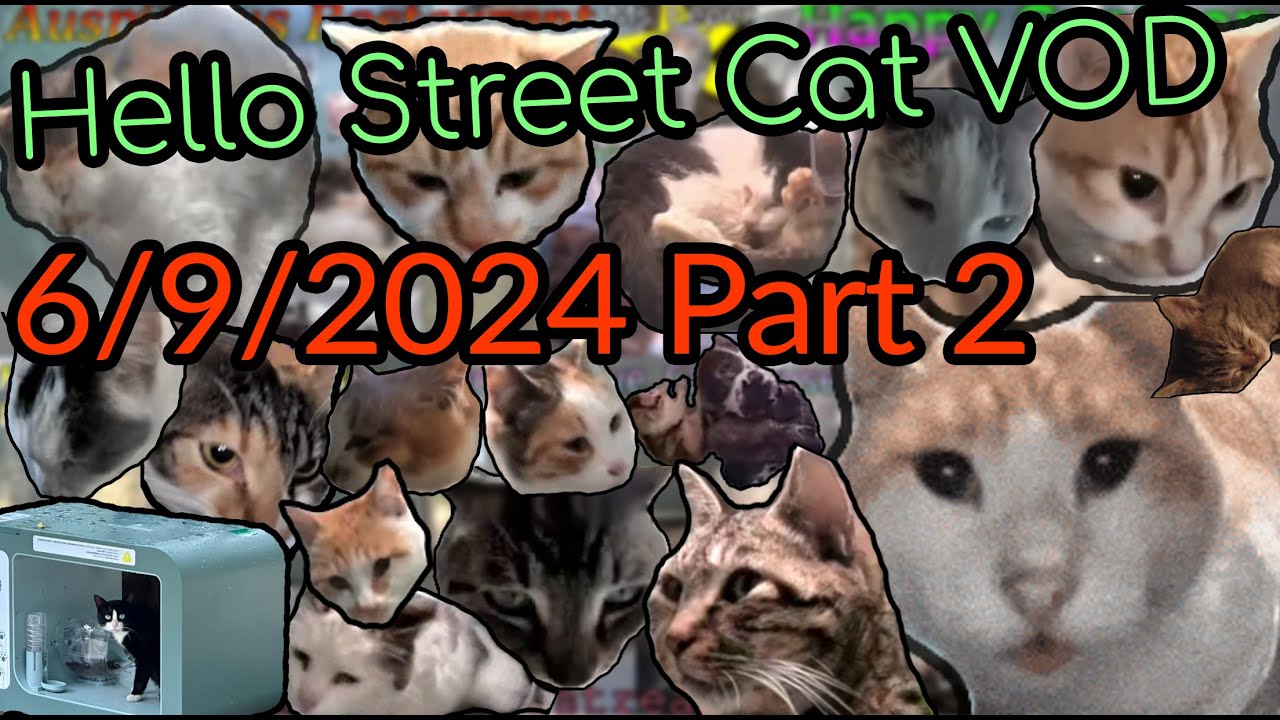 Hello Street Cat VOD - 6/9/2024 Part 2 - YouTube