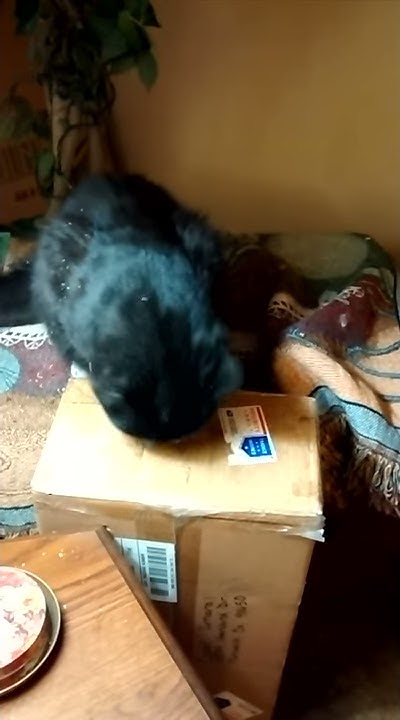 Felix discovers catnip. - YouTube
