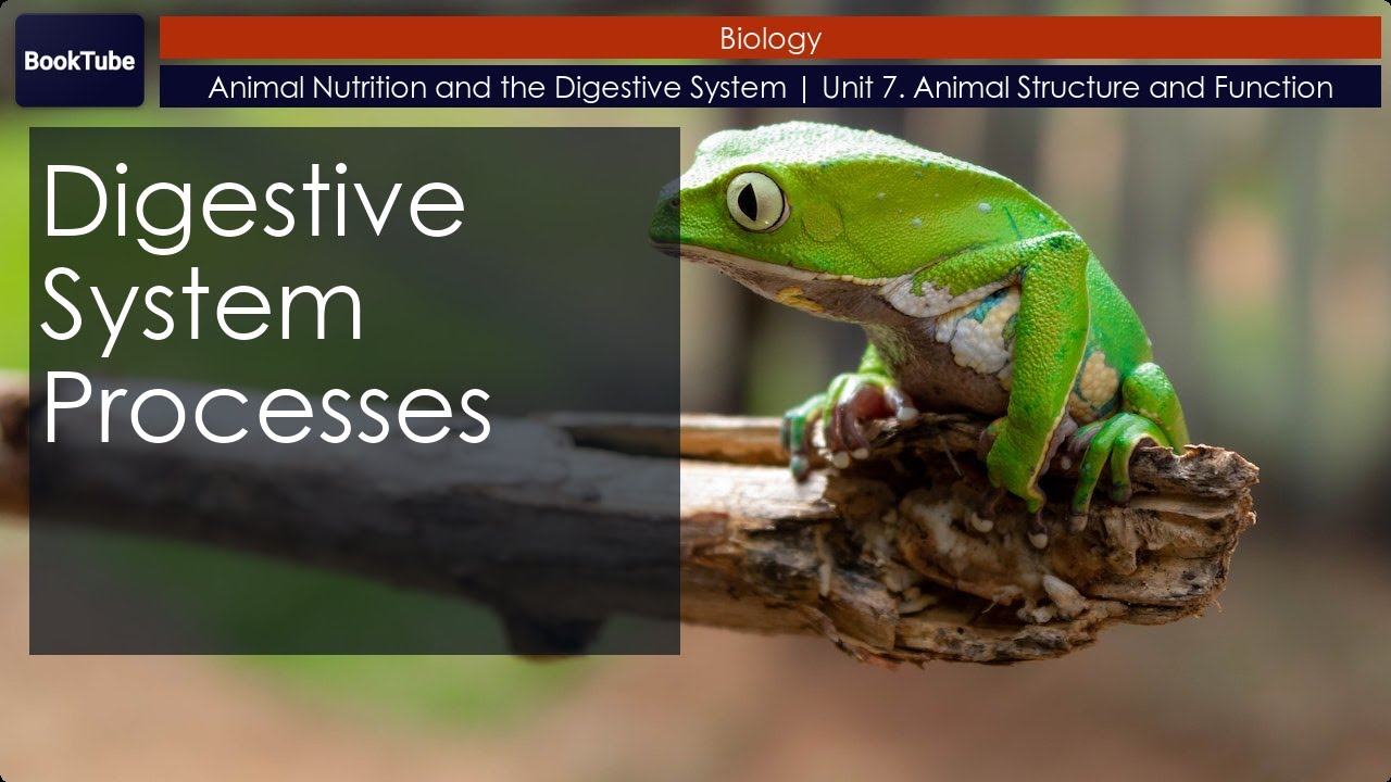 Digestive System Processes | Animal Nutrition and the Digestive System ...