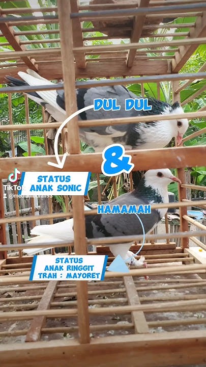 Merpati Megan Jembros Merpatiku Burungdara Burungmerpati Merpatikolong Merpatibalap Shorts