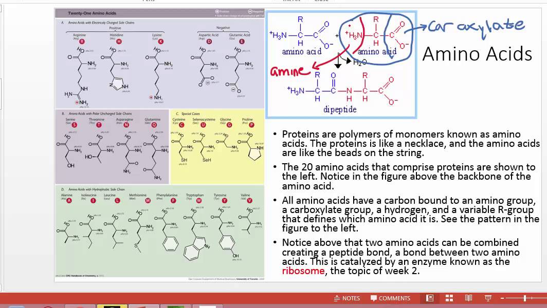 Proteins and Enzymes for Anatomy and Physiology - YouTube