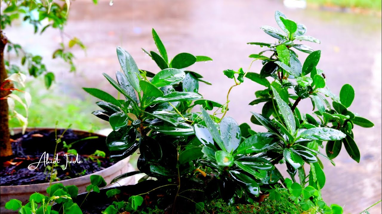 Soft Rain Bonsai | Water Drops After Rain | Goodbye Insomnia - YouTube