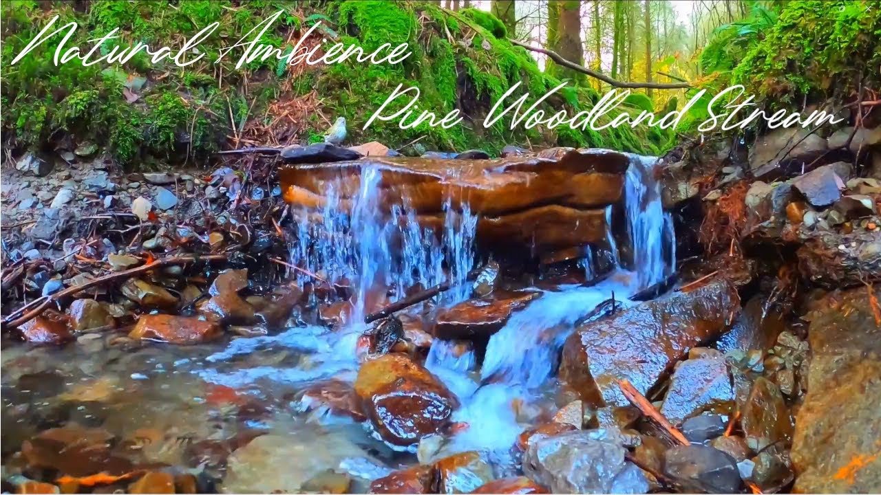 One hour Relaxation, Meditation, Mindfulness with this natural pine ...