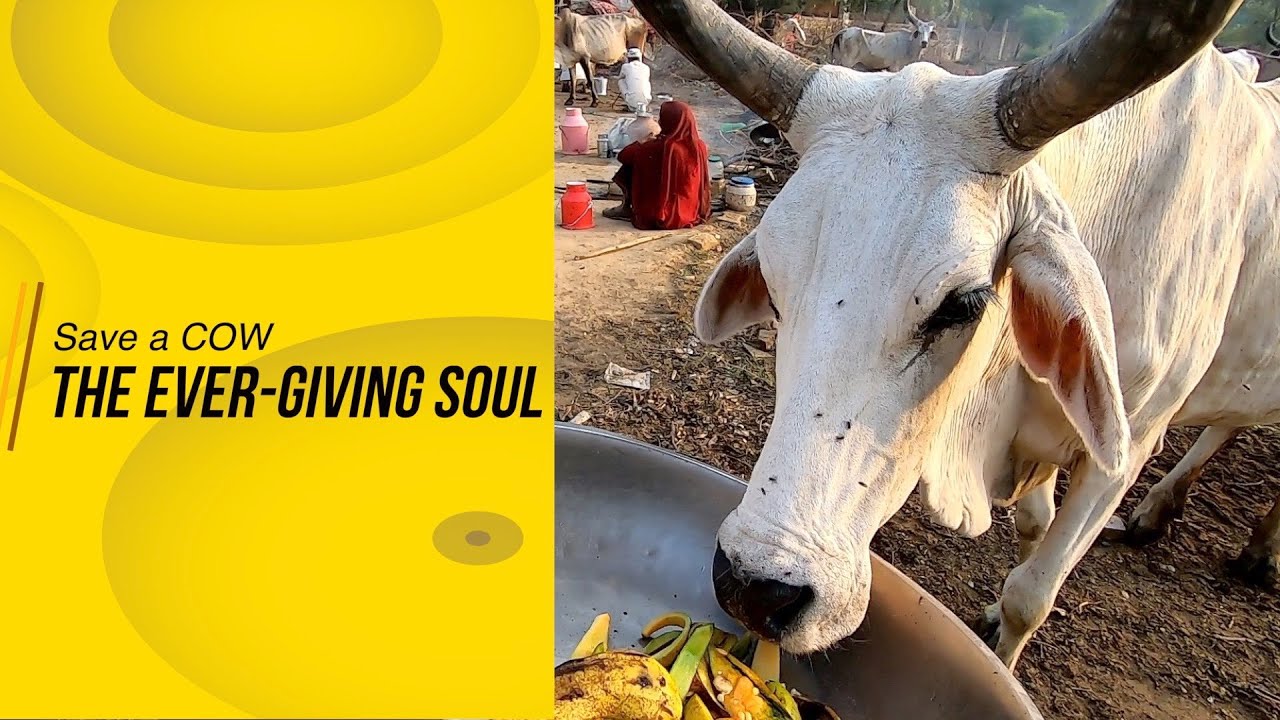 Save a COW, the ever giving soul - YouTube