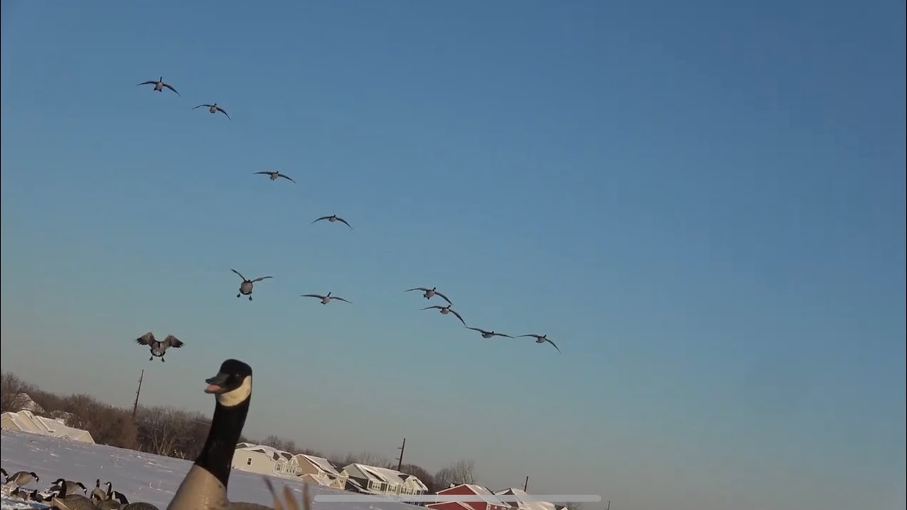 Minnesota Goose Hunting-Honkers in the snow !!! - YouTube