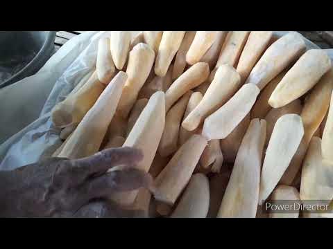 Proses permentasi tape singkong ( Peuyeum Bandung ) - YouTube