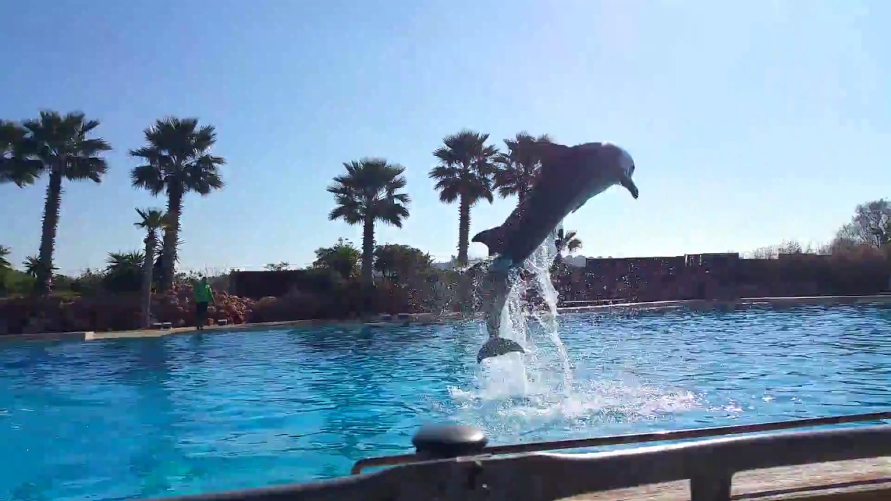 FLIPPER'S HIGH JUMPS - YouTube