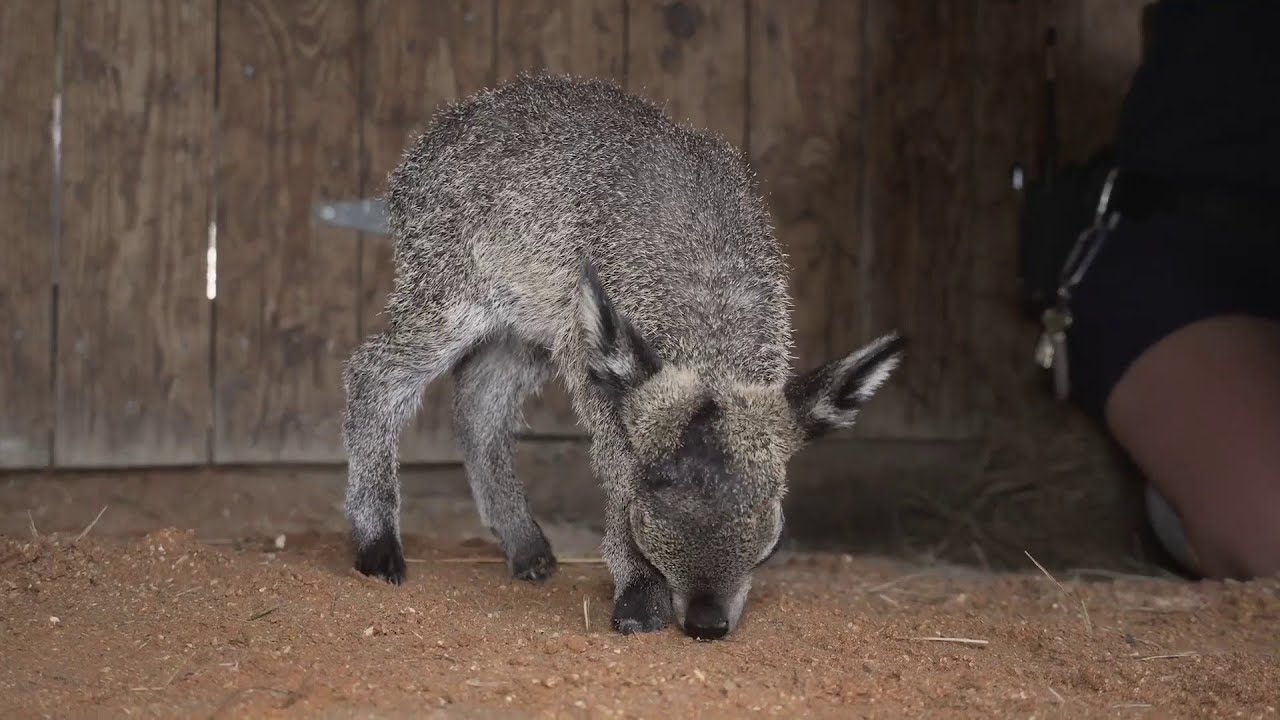 Brevard Zoo welcomes baby klipspringer antelope - YouTube