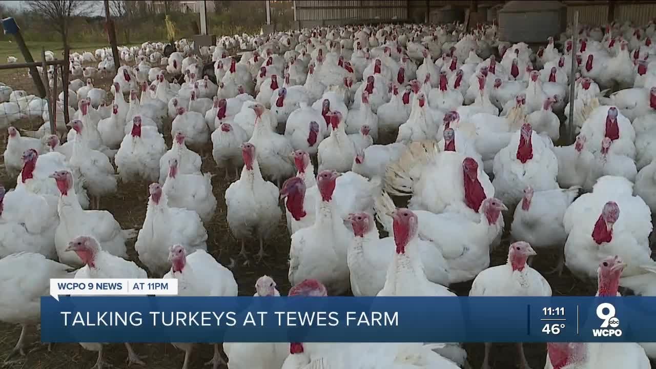 Tewes Farm ready to 'talk turkey' this Thanksgiving - YouTube