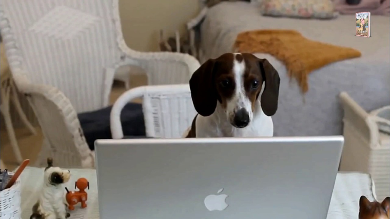 Cute Dog Commercial for Amazon #1 Best Seller Positively Georgia Book ...