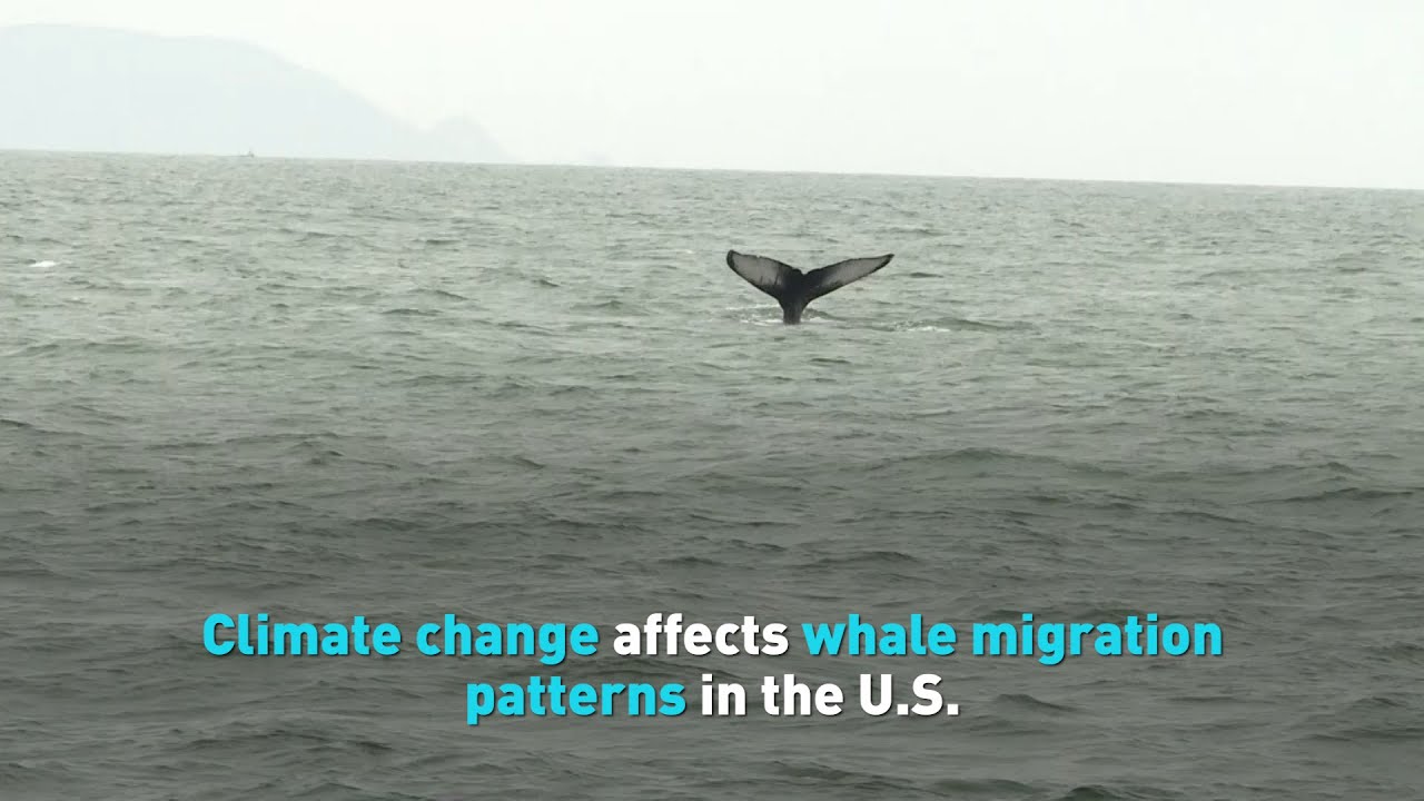 Climate change affects whale migration patterns in the U.S. - YouTube