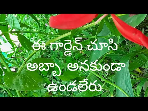 463- A Super Garden Containing Guava Tree Of 1000 Fruits, Veggies And ...