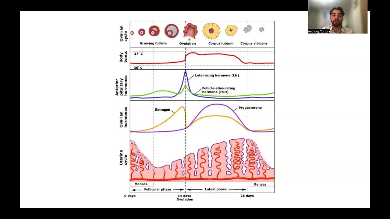 MCAT Biology: The Menstrual Cycle - YouTube