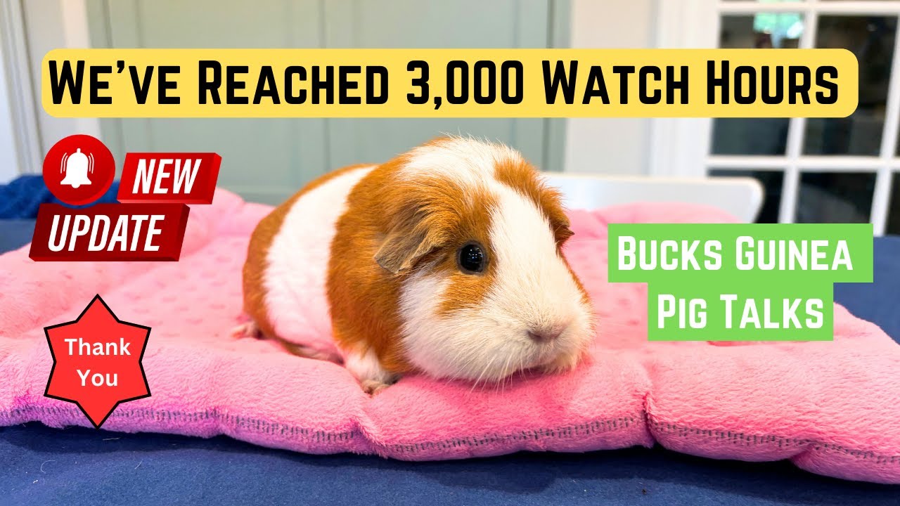 Monetised at 3,000 Watch Hours, 500+ Subscribers & 16 Guinea Pigs. Here ...