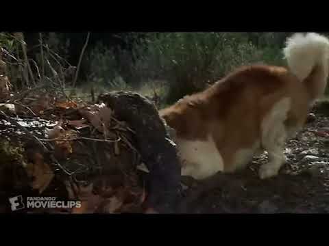 Bat Bites Cujo {redone} - YouTube