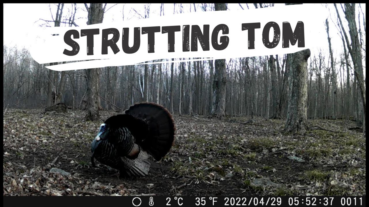 Strutting Tom Turkey on Trail Cam Video - YouTube